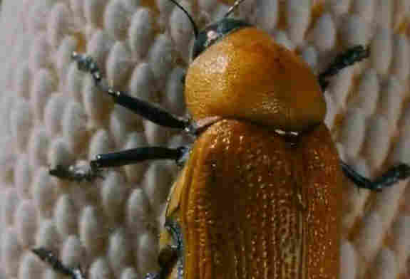 The Love That Dared Not Speak Its Name, Of A Beetle For A Beer Bottle ...