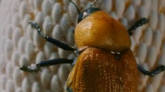 The Love That Dared Not Speak Its Name, Of A Beetle For A Beer Bottle ...