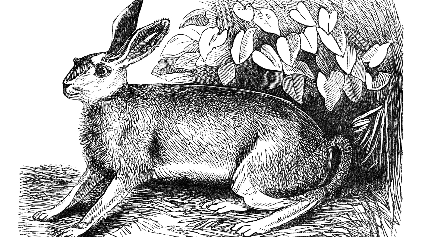 Book Review: 'The Hare' by Cesar Aira : NPR