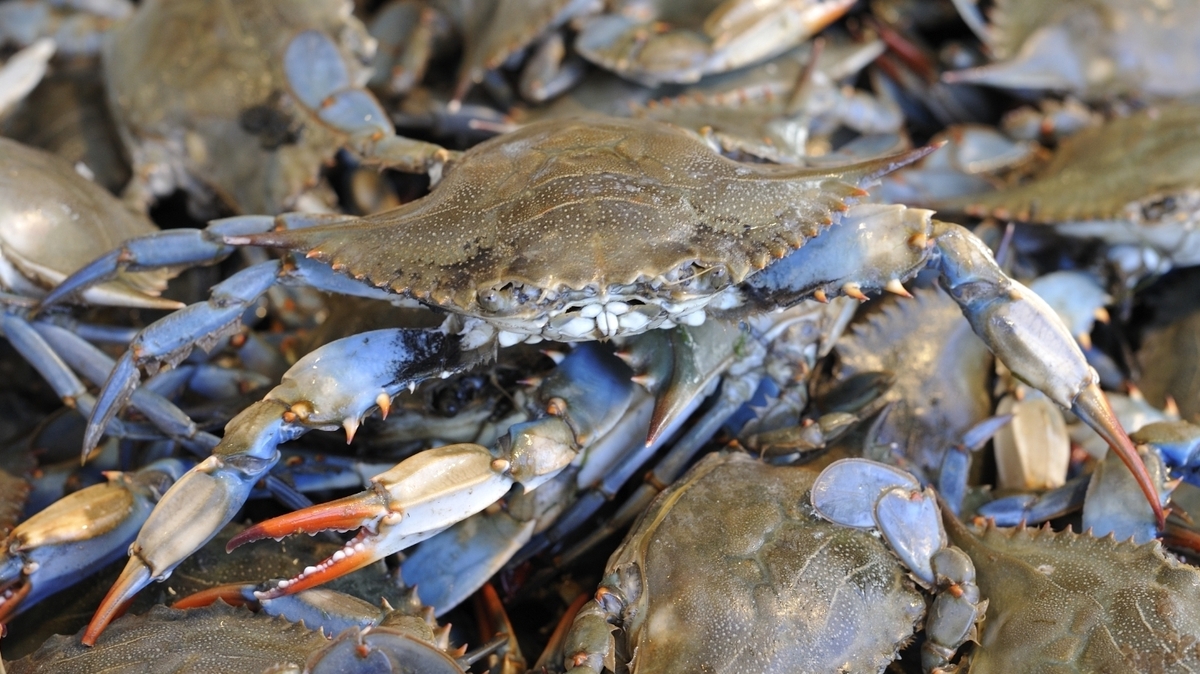 Hard Crab Stew, No Longer Hard (Or Messy) : NPR