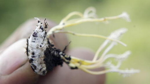 A Zombie Horror Game, Inspired By ... A Nature Documentary? : NPR