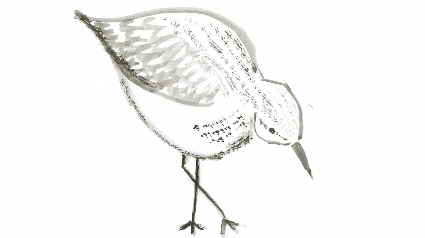 Where's My Dinner? It Was Here A Second Ago — The Sandpiper's Dilemma ...