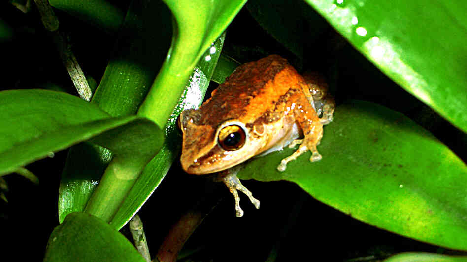 Eavesdropping On Nature Gives Clues To Biodiversity : NPR