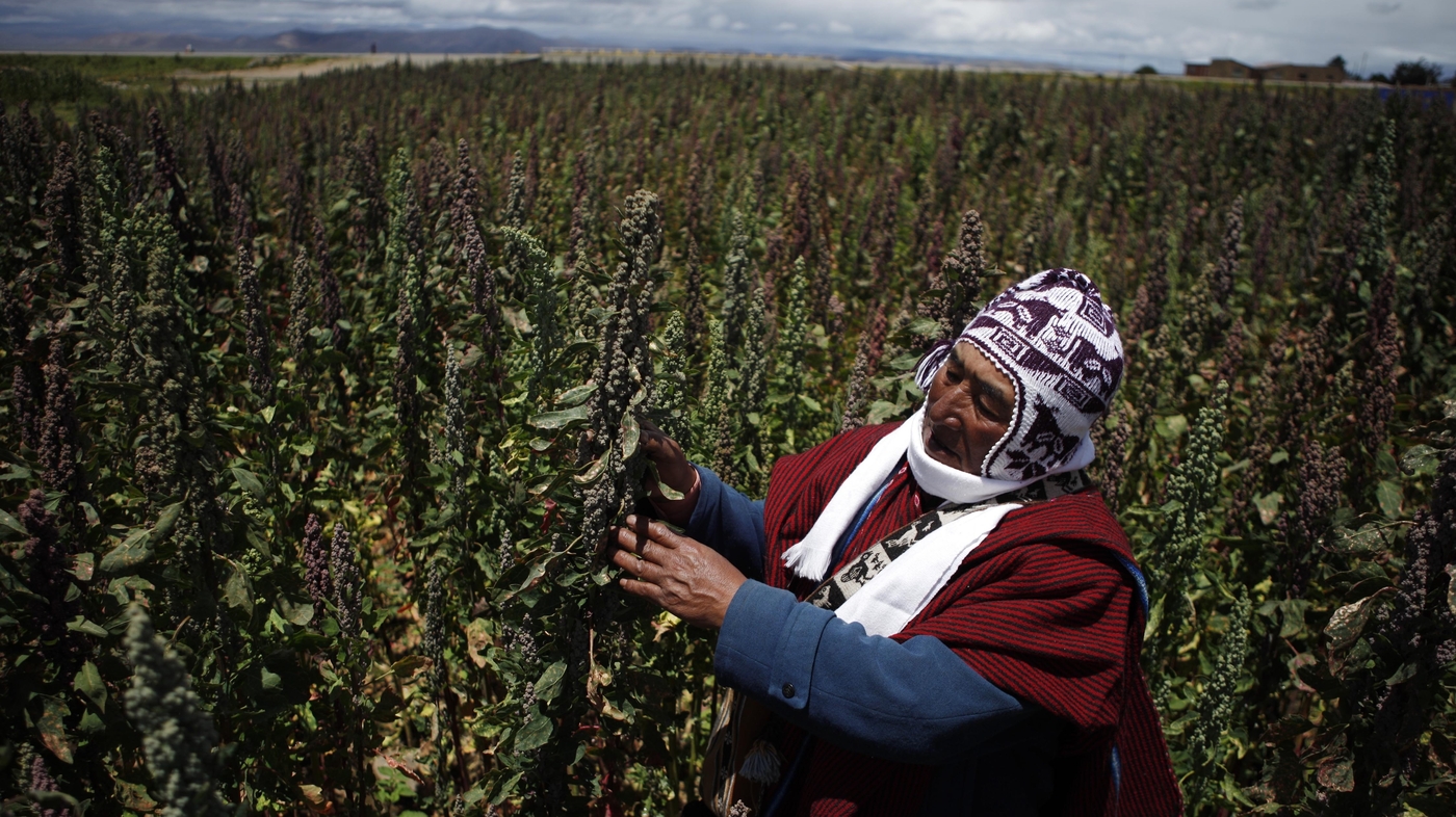 Your Love Of Quinoa Is Good News For Andean Farmers : The Salt : NPR