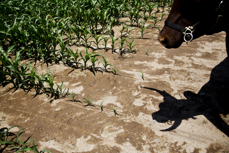 Howard Buffett Battles Hunger, Armed With Money And Science : The Salt ...