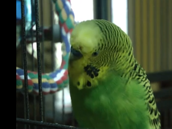 WATCH: Disco, The Parakeet, Takes On 'Monty Python' | NCPR News