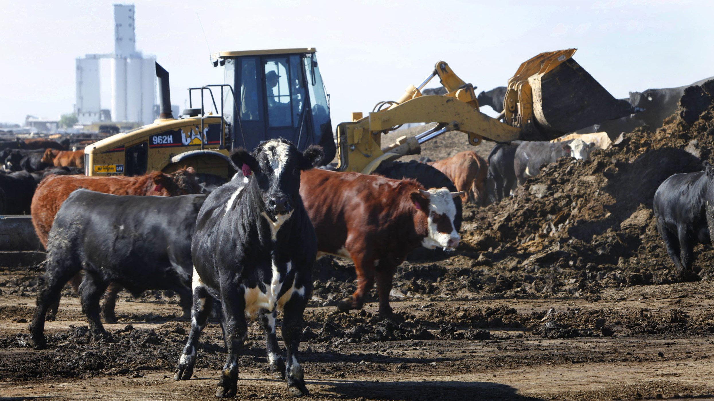 Cow Town Opts For Funk Over Funky Smell : NPR