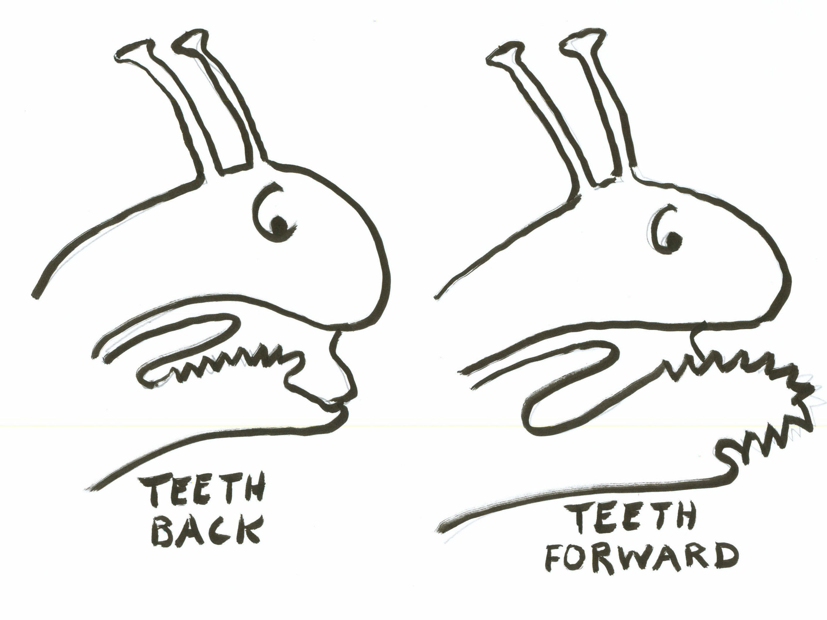 Why Dentists Should Fear Snails | NCPR News