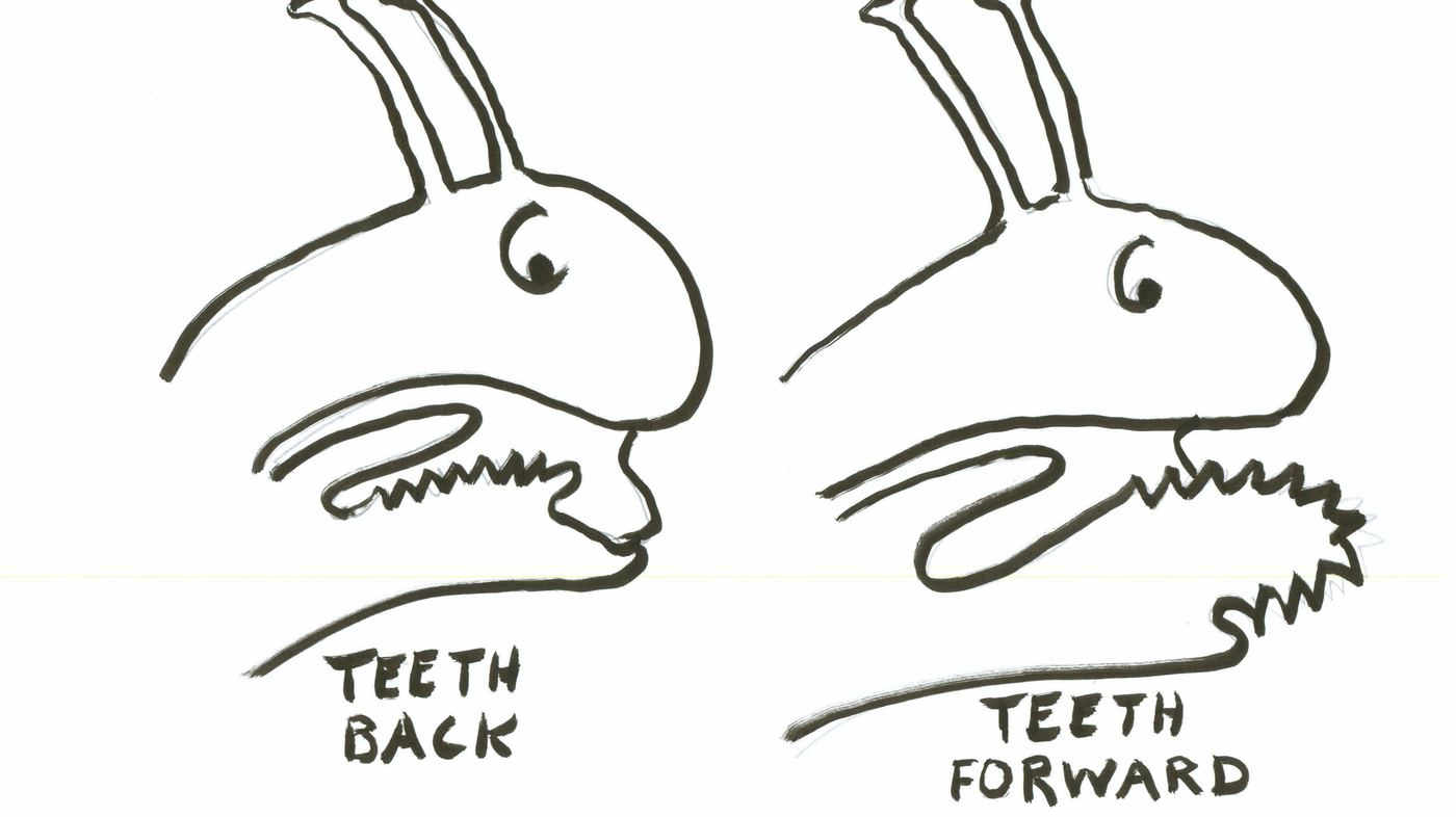 Why Dentists Should Fear Snails : Krulwich Wonders... : NPR