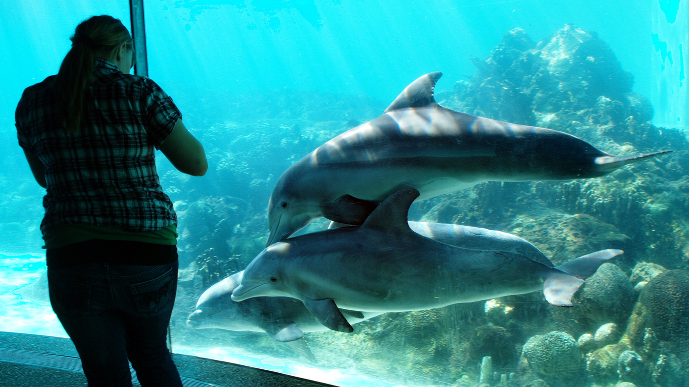 We Call Him Flipper. But What Do The Dolphins Call Him? : NPR