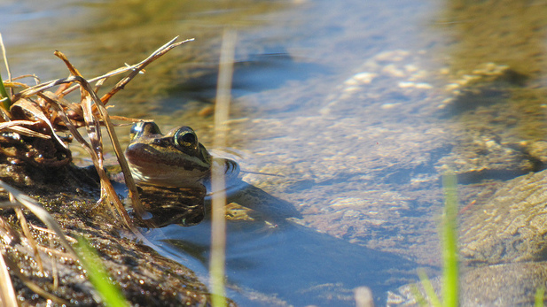 Climate Change Could Spell Final 'Chuckle' For Alpine Frog : NPR