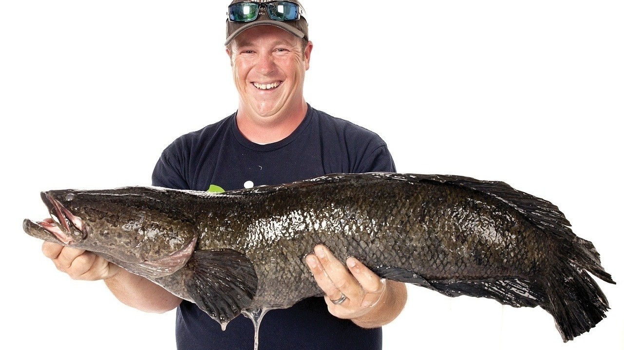 Giant Snakehead On Land