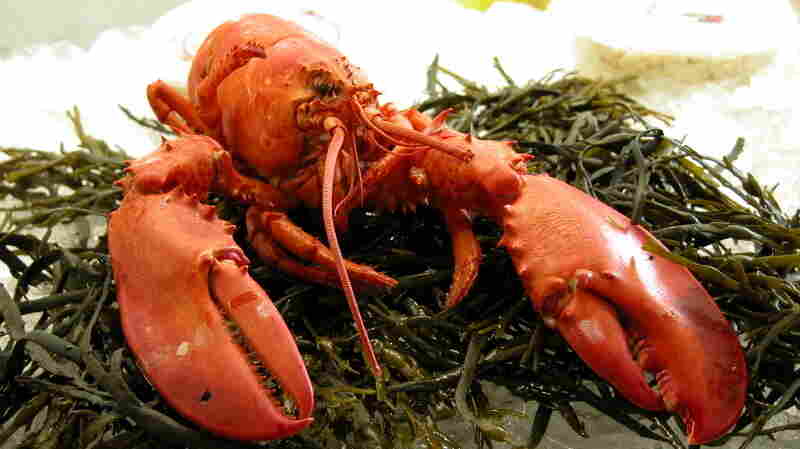 Kitchen Window: In Maine, Lobster Comes Out Of Its Shell : NPR