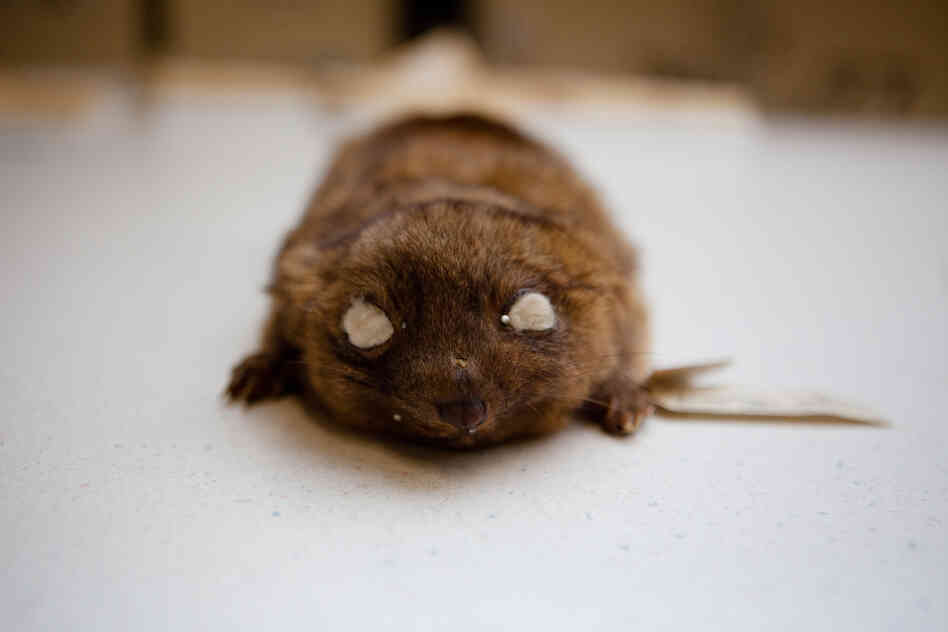 Meet The Olinguito, The Newest Member Of The Raccoon Family : The Two ...