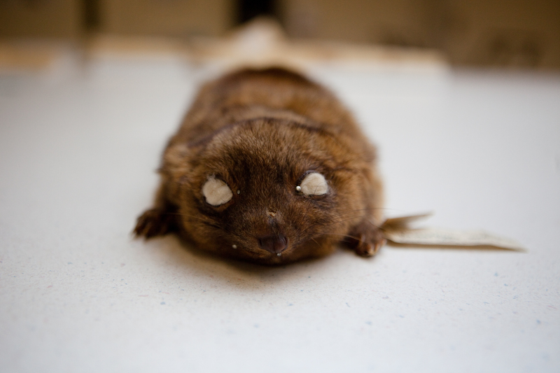 Meet The Olinguito, The Newest Member Of The Raccoon Family : The Two ...