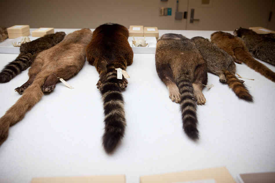 Meet The Olinguito, The Newest Member Of The Raccoon Family : The Two ...