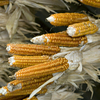 In Kentucky, Heirloom Corn Is Growing In Fields And Heading To The ...