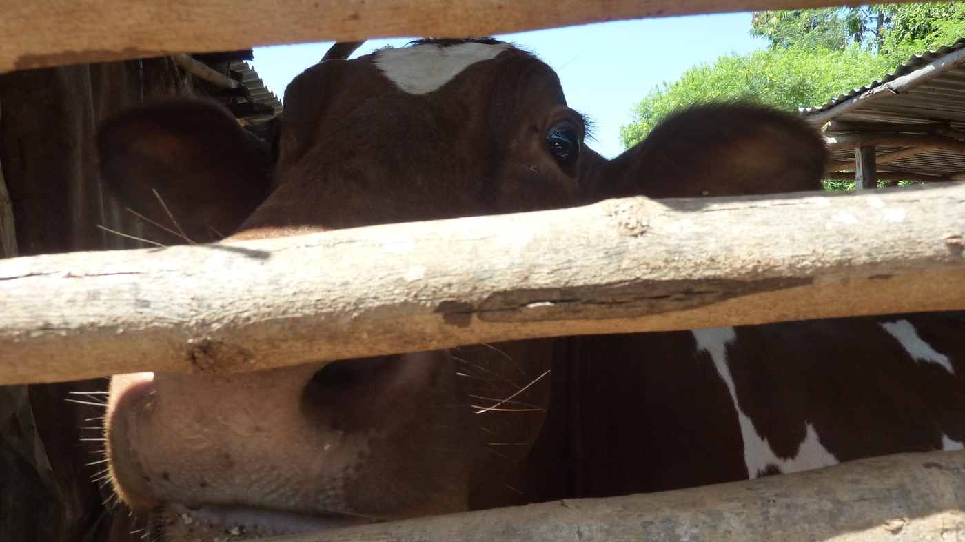 Cash, Cows And The Rise Of Nerd Philanthropy : Planet Money : NPR