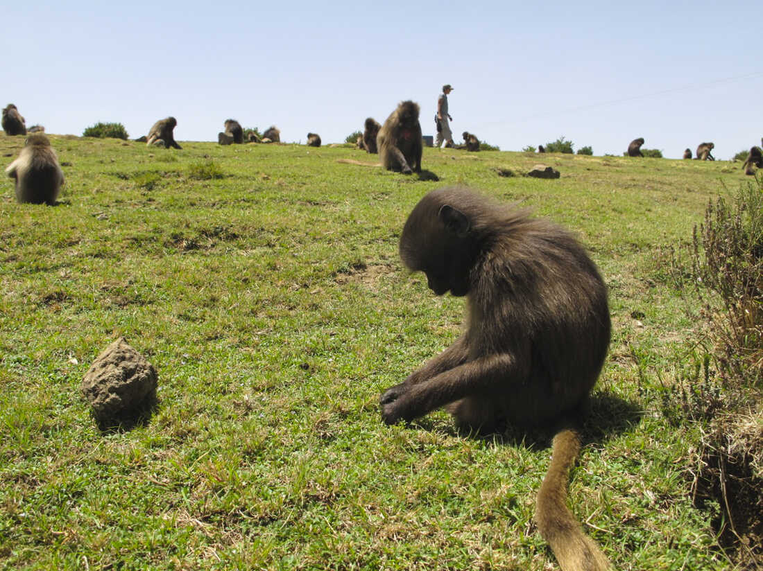 What A Chatty Ethiopian Monkey May Tell Us About How We Learned To Talk ...