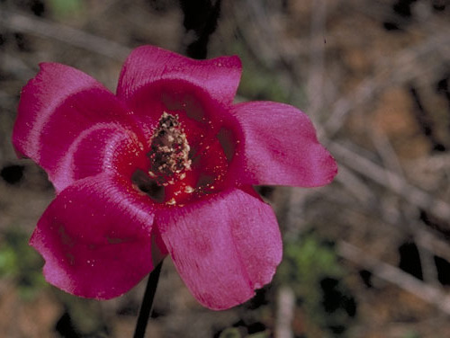 Gone Tomorrow: Don't Mess With Texas Wildflowers : The Protojournalist ...