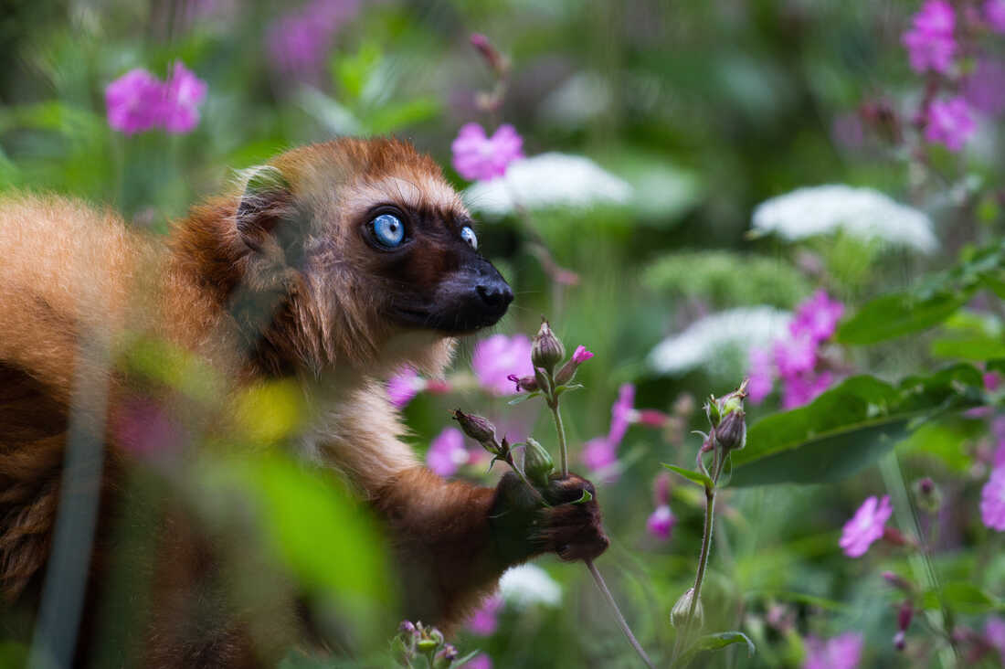 Everyone Calm Down Lemur