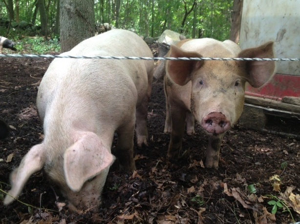 This Pork Loin Sandwich Starts With Happy Pigs | WBUR