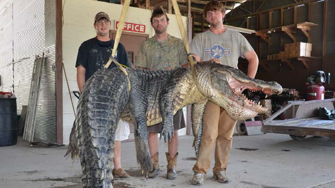 30 Ft Crocodile Caught