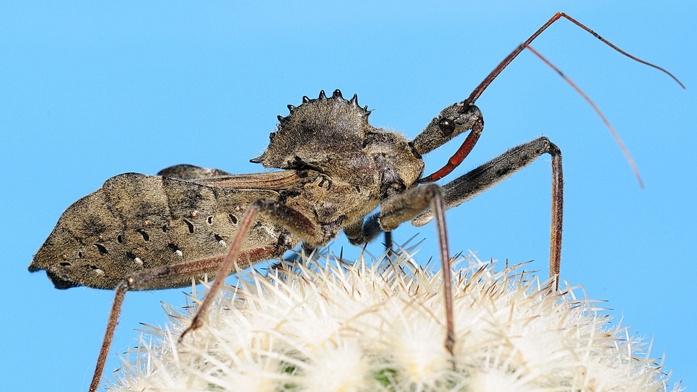 Living Gears Help This Bug Jump : NPR