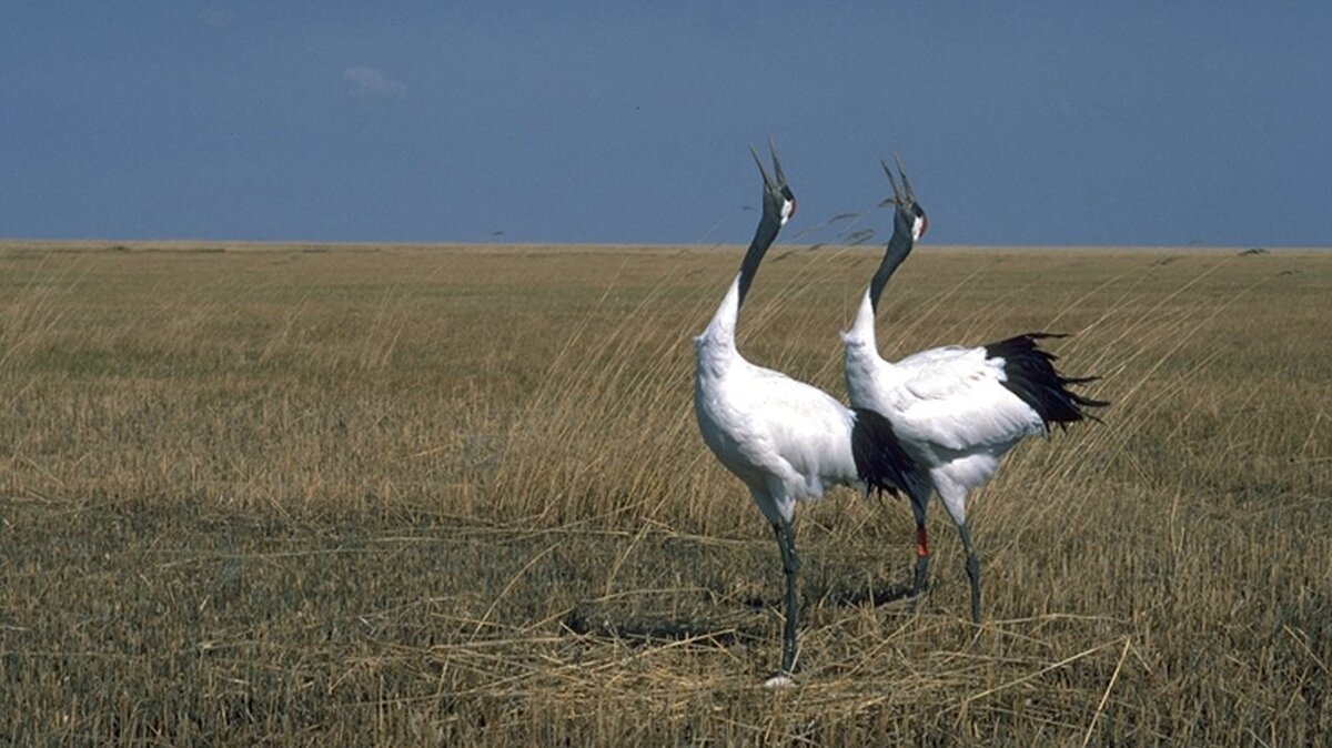 International Crane Foundation Celebrates 40 Years Of Saving Cranes : NPR