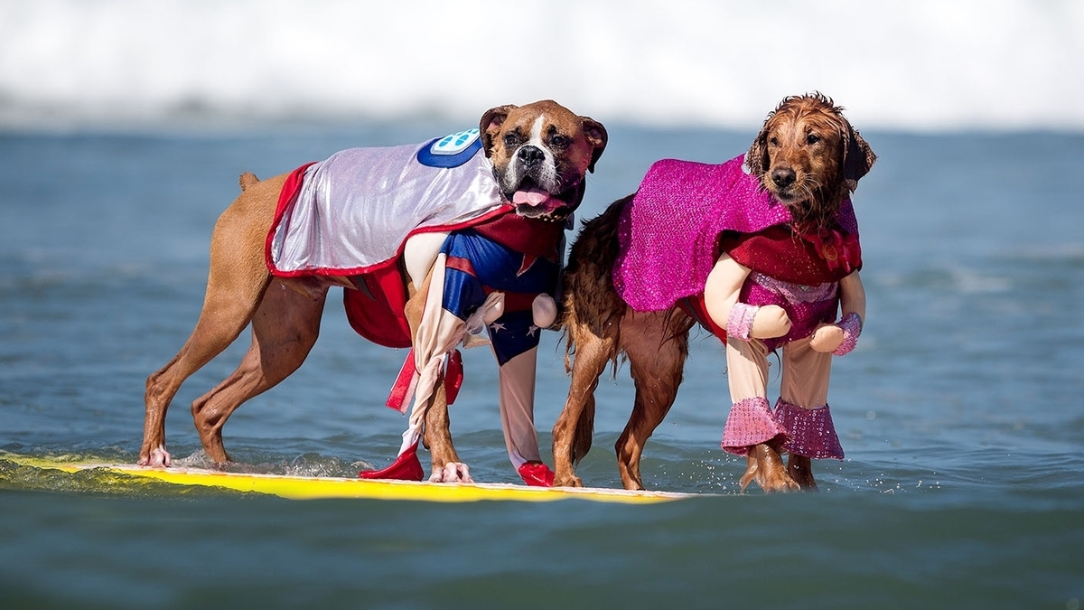 Surfing Dogs: An Instant Conversation : The Protojournalist : NPR