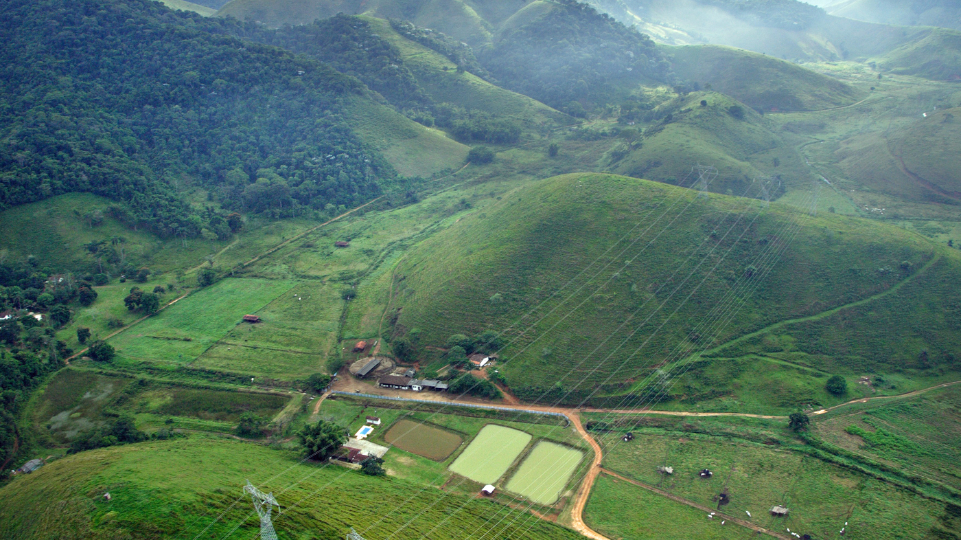 Beloved Brazilian Monkey Clings To A Shrinking Forest : NPR