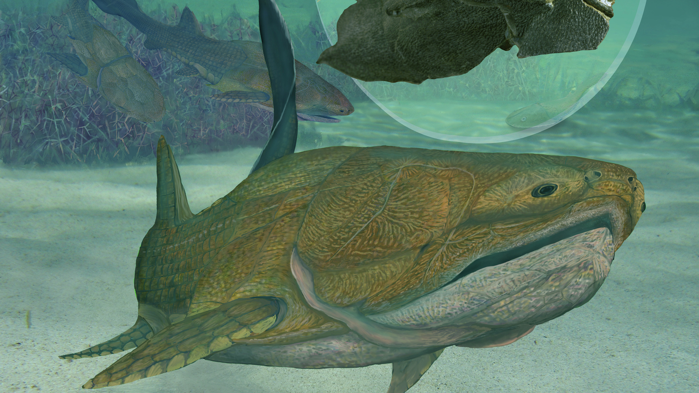 Ancient Fish With Strong Jawline Could Rewrite History Of Faces : The ...