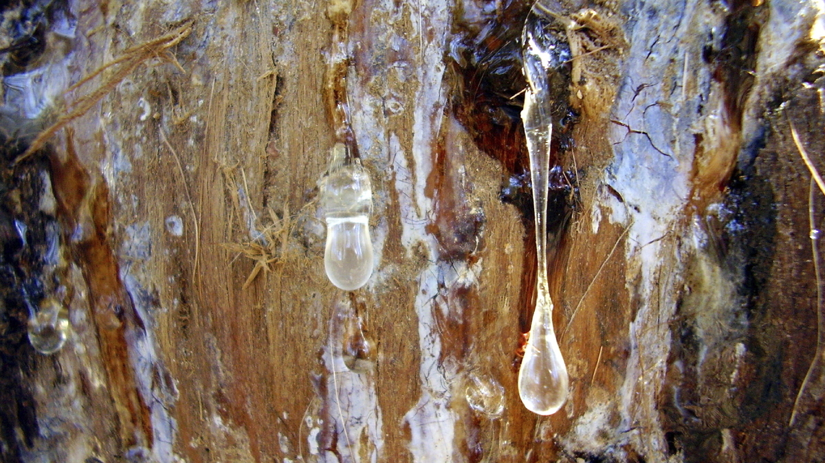 Birch For Breakfast? Meet Maple Syrup's Long-Lost Cousins : The Salt : NPR