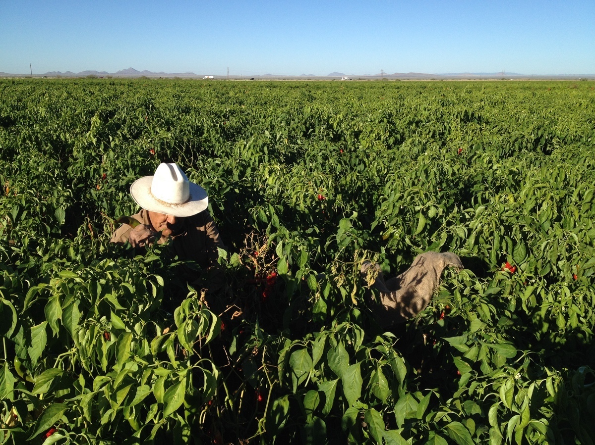 That Smoky Smell Means Chile Roasting Season In New Mexico | NCPR News