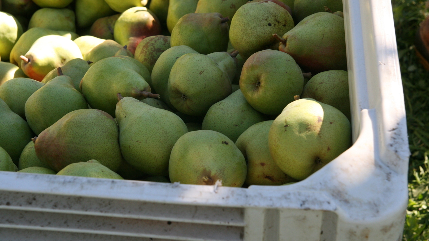 Labor-Starved Pear Farmers Buckle Under Bumper Crop : The Salt : NPR