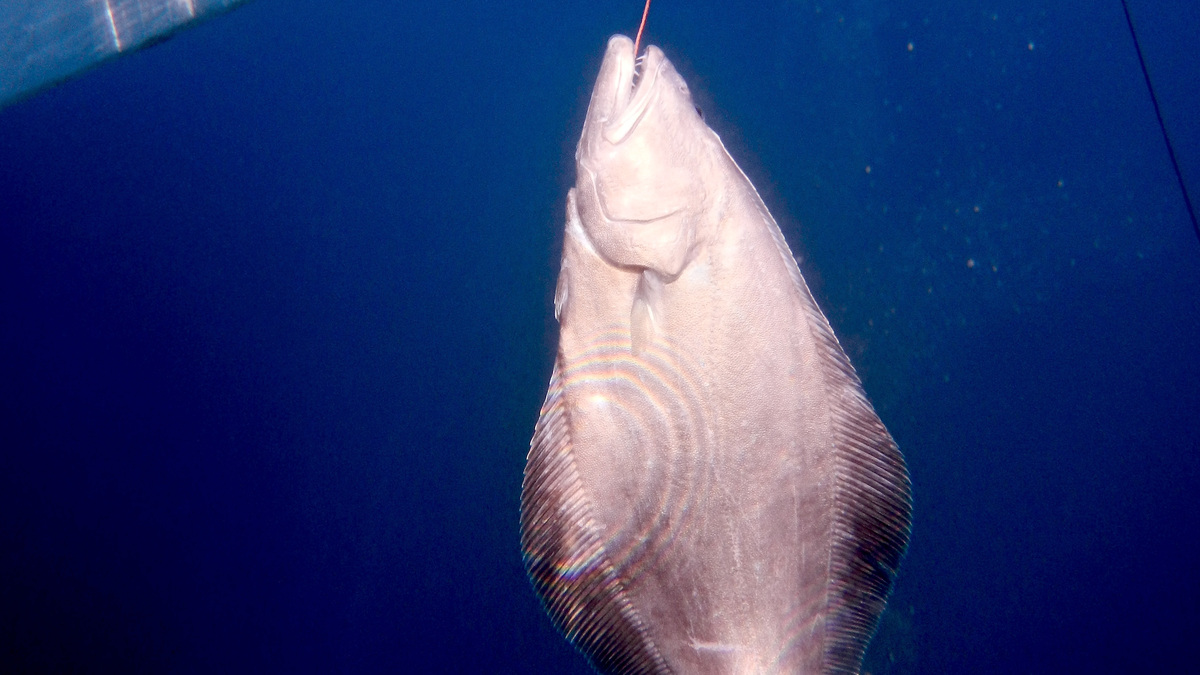 Fish For Dinner? Here Are A Few Tips For Sea Life Lovers : The Salt : NPR
