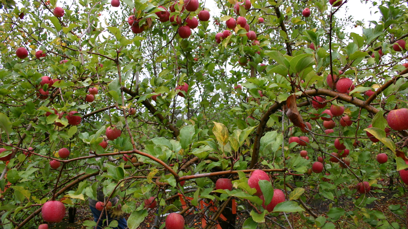 Sweet. Tart. Crunchy: How To Engineer A Better Apple : The Salt : NPR