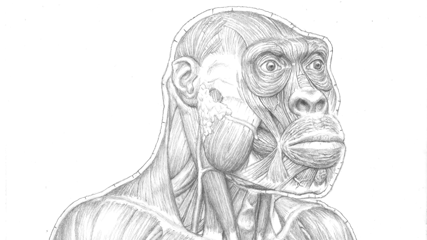 Fossil Find Points To A Streamlined Human Lineage : NPR