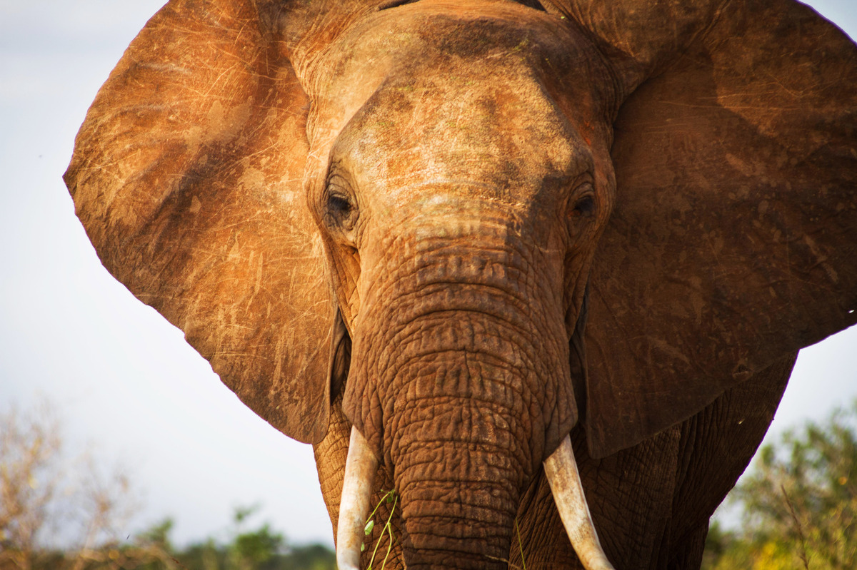 Study Explores Elephants' Ability To Understand Pointing : 13.7: Cosmos ...