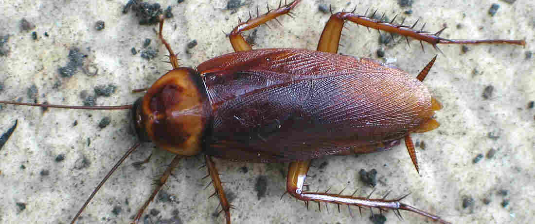 Haiku In The News: Chinese Cockroach Farms : The Protojournalist : NPR