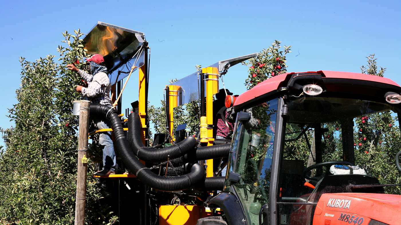 Michigan Apple Harvest Recovers, But Pickers Are Scarce : NPR