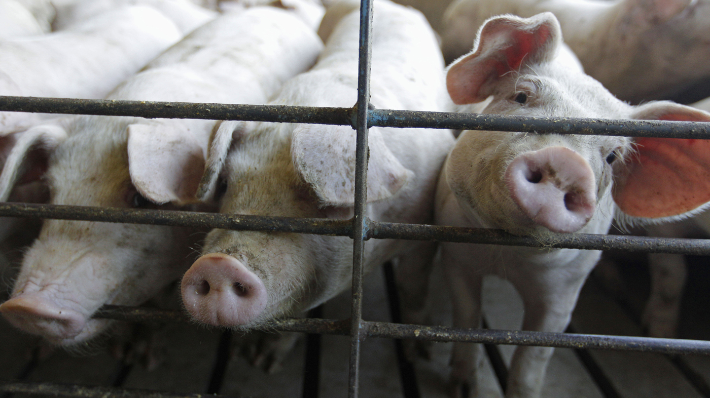 Why Are Pig Farmers Still Using Growth-Promoting Drugs? : The Salt : NPR