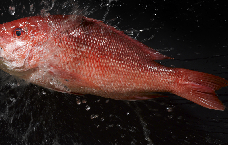 These Cookbook Photos Redefine What Fresh Seafood Looks Like : The Salt ...