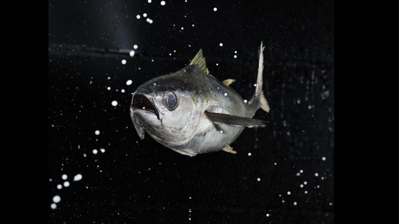 These Cookbook Photos Redefine What Fresh Seafood Looks Like : The Salt ...