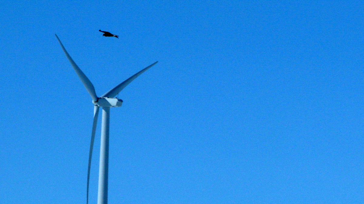 Duke Energy Pleads Guilty Over Eagle Deaths At Wind Farms : The Two-Way ...