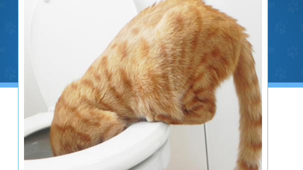 I Can Haz Spanish Lessons: Cat Pictures Now Have A Purpose : All Tech ...