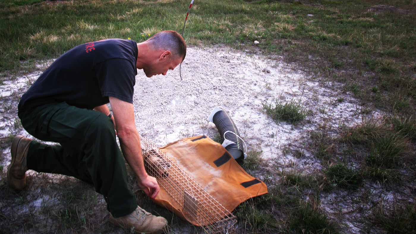 Saving The Native Prairie — One Black-Footed Ferret At A Time : NPR