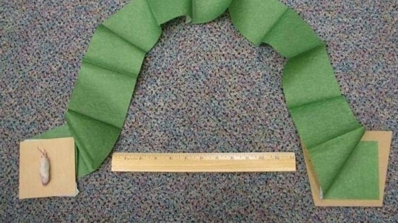 Dead Mice Update: Tiny Assassins Dropped On Guam Again : The Two-Way : NPR