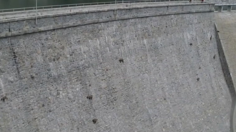 Alpine Ibex On Dam Wall