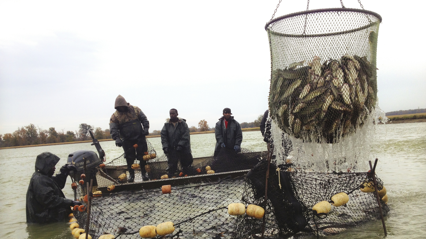 Battle Of The Bottom Feeder: U.S., Vietnam In Catfish Fight : Parallels ...